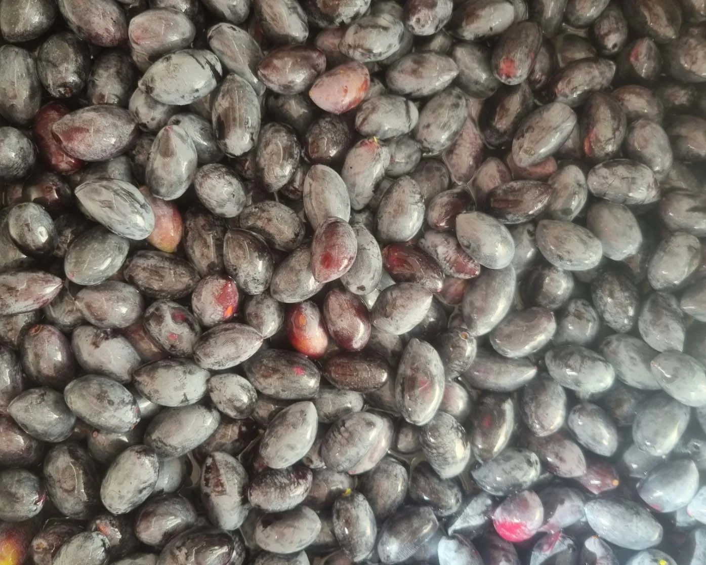 How to Make Traditional Kalamata Olives: A Step-by-Step Guide by ...