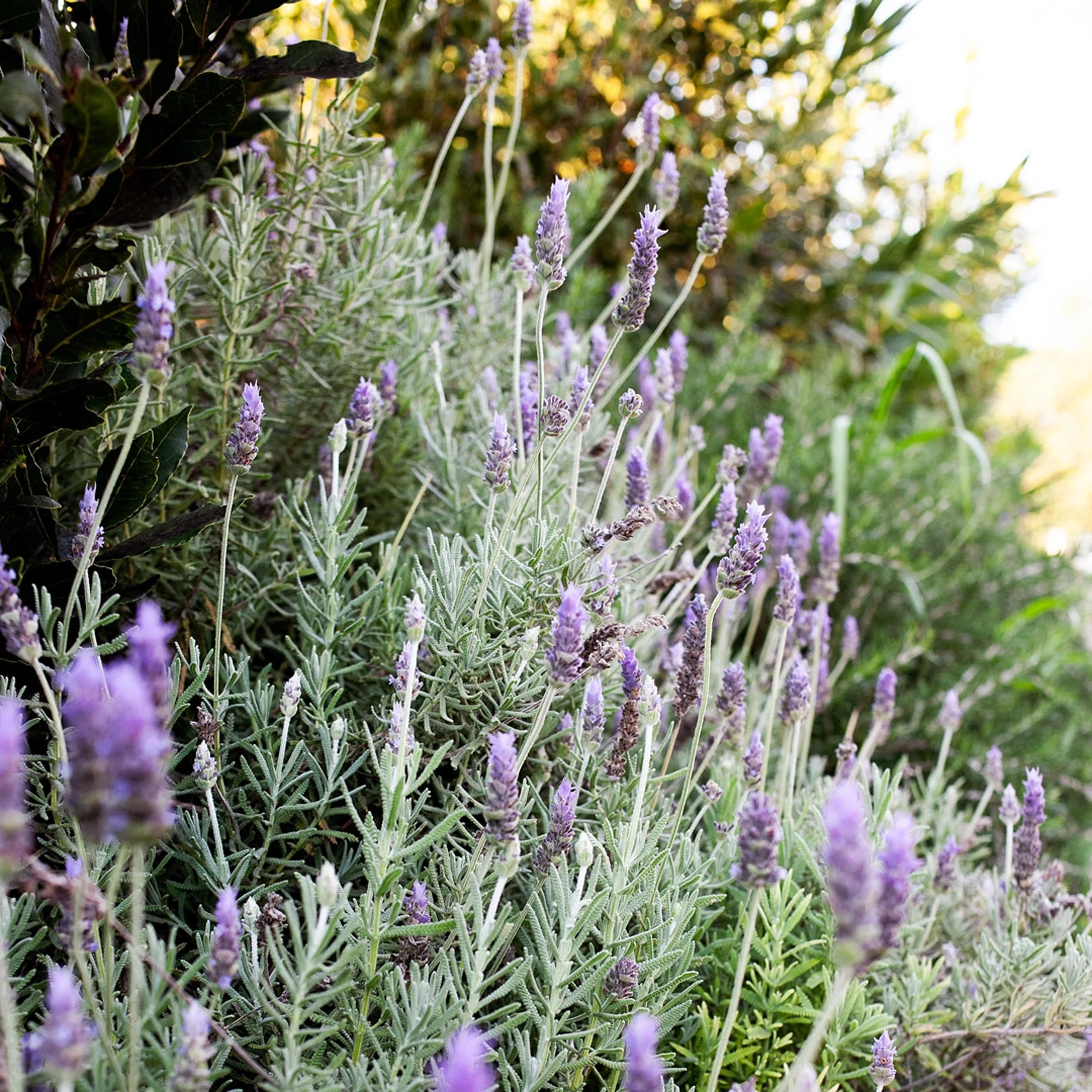 eftopia - a mindful retreat