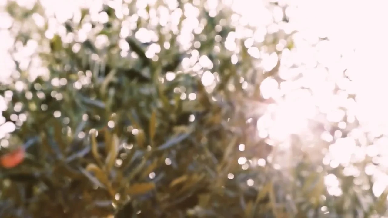 eftopia - a mindful retreat