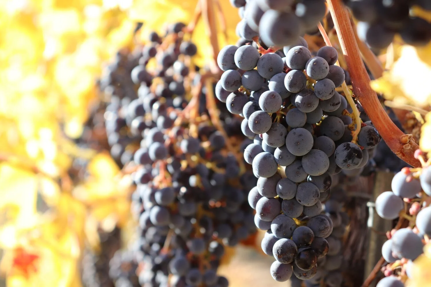 Happenings — Northern Union