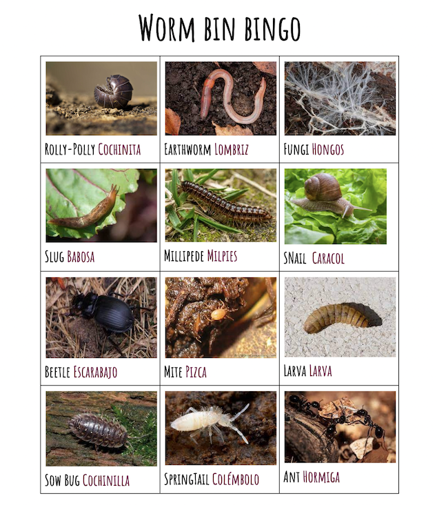 Worm Bin Bingo — Life Lab
