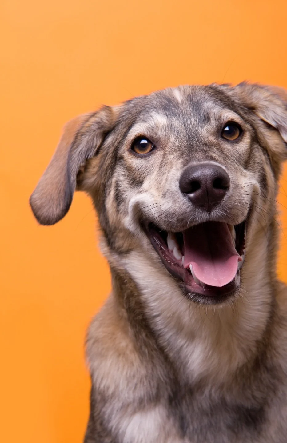 Skills for Success Courses — PoSITivity Dog Training | Colorado