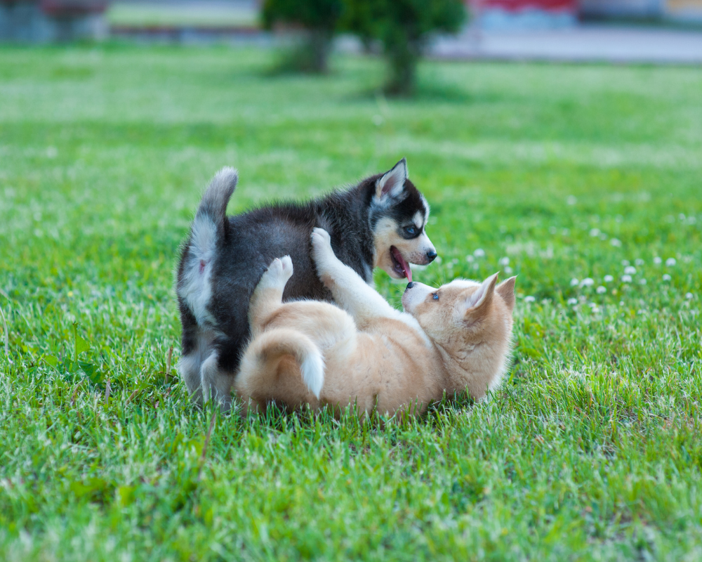 Training (SUCCESS) — PoSITivity Dog Training | Colorado Training (SUCCESS) — PoSITivity Dog Training | Colorado