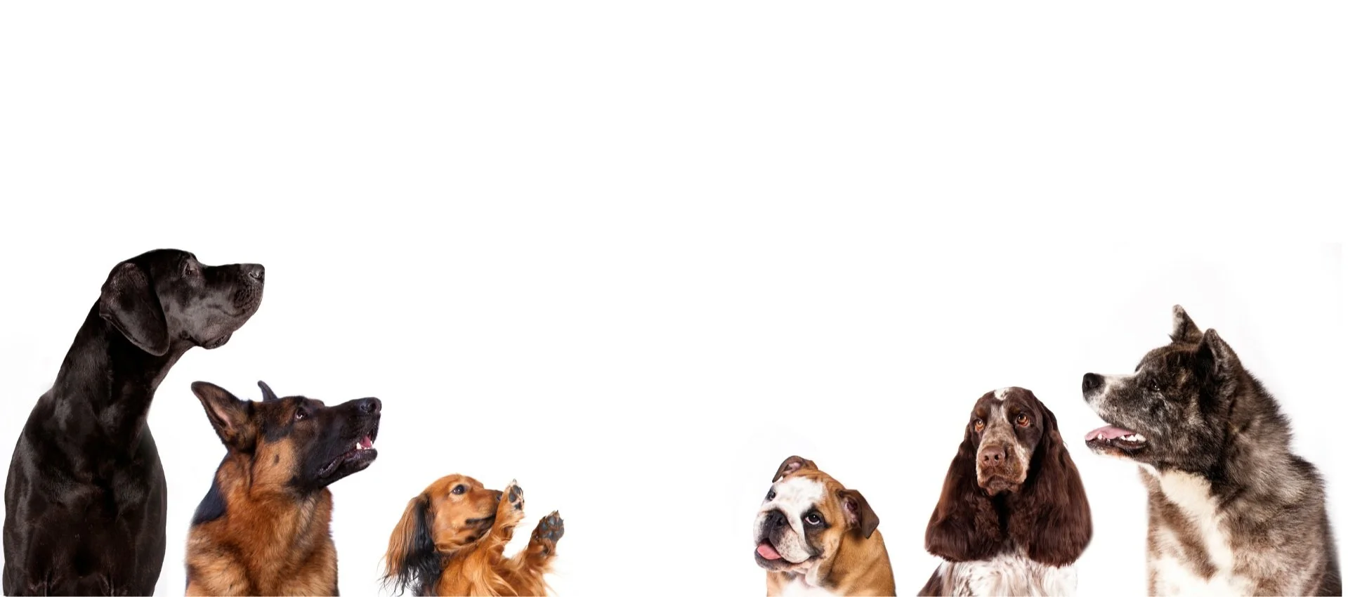 Training (SUCCESS) — PoSITivity Dog Training | Colorado