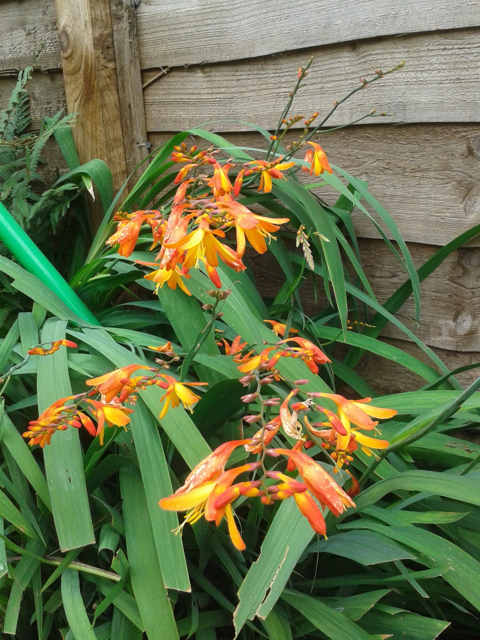 Crocosmia Harlequin Montbretia Plant Red Yellow Perennial Koi Pond Bulb ...