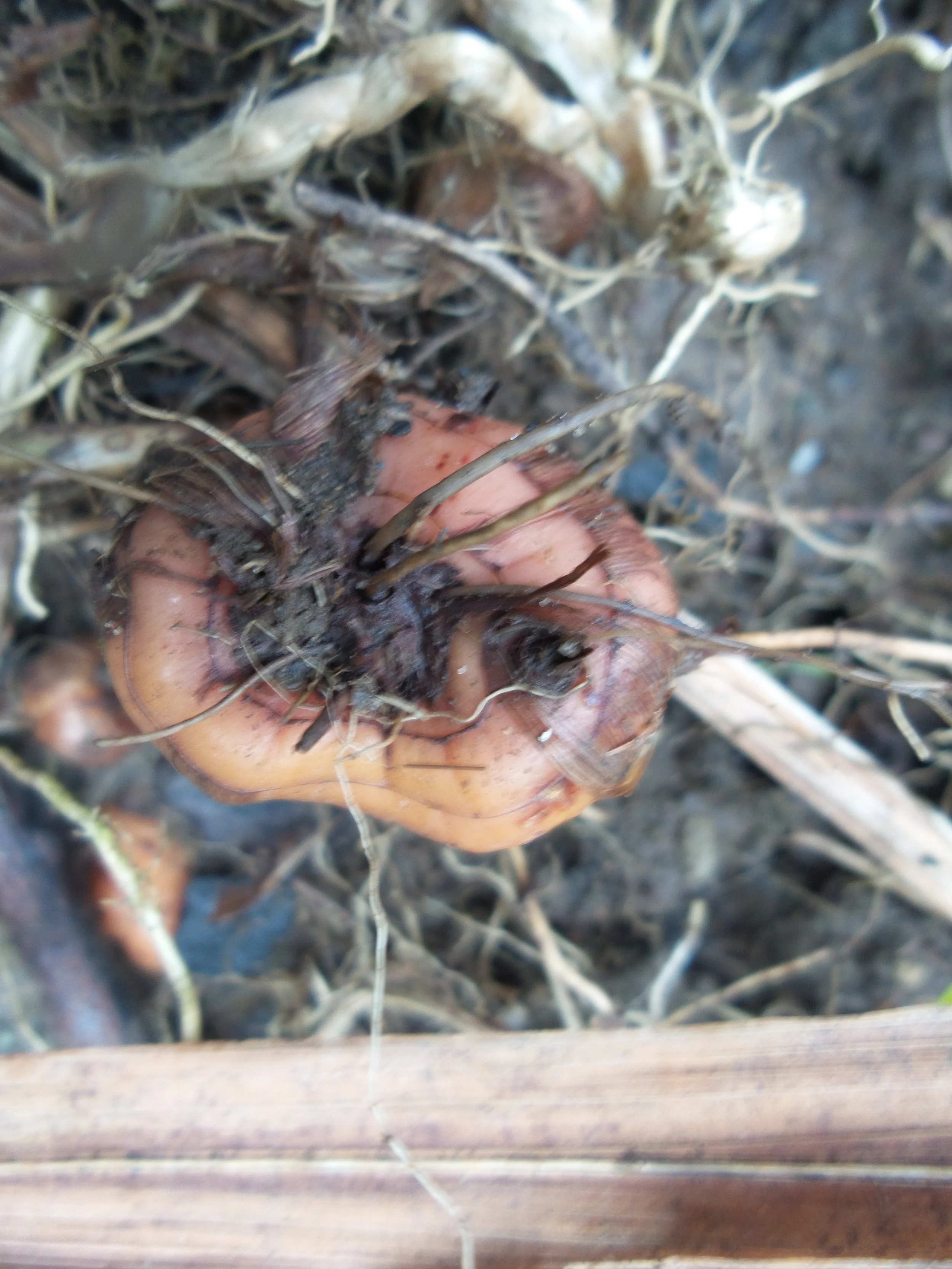 Crocosmia Harlequin Montbretia Plant Red Yellow Perennial Koi Pond Bulb ...
