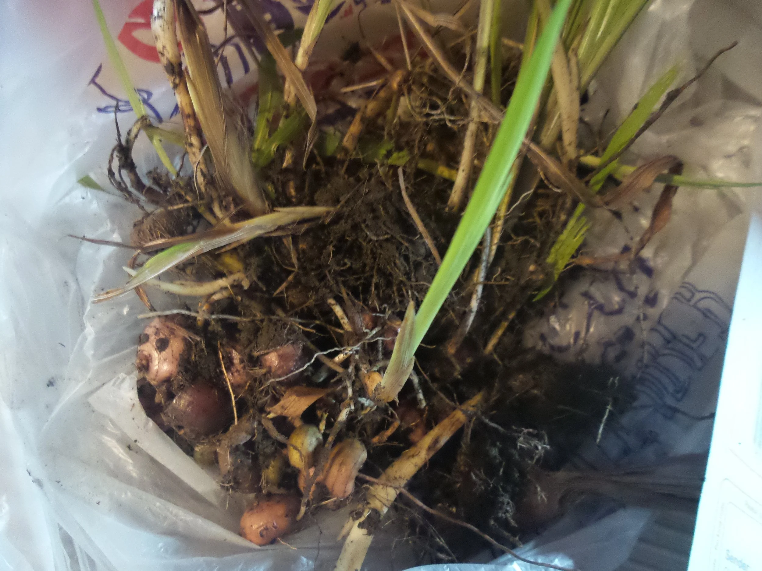 Crocosmia Harlequin Montbretia Plant Red Yellow Perennial Koi Pond Bulb ...