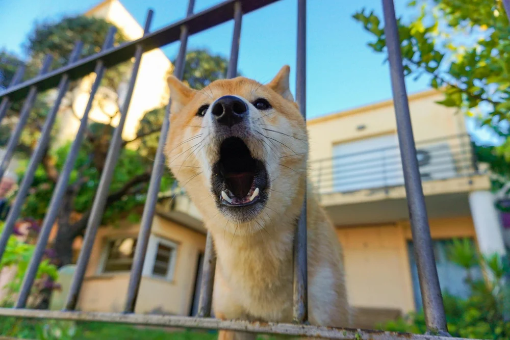 Why Dogs Bark: Causes and Humane Solutions to Stop Excessive Barking ...