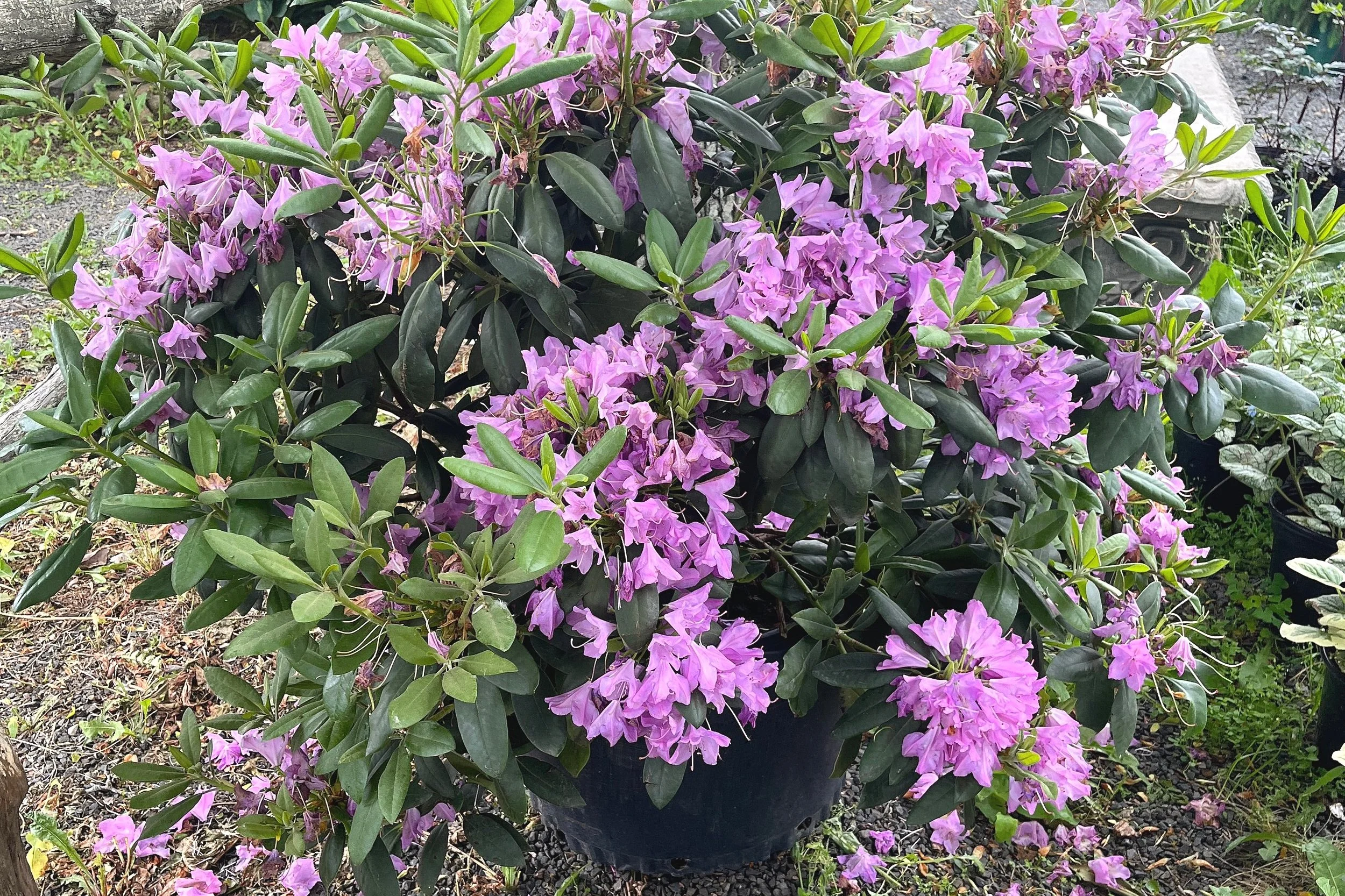 Cortina Gardens Shrubs — Cortina Gardens