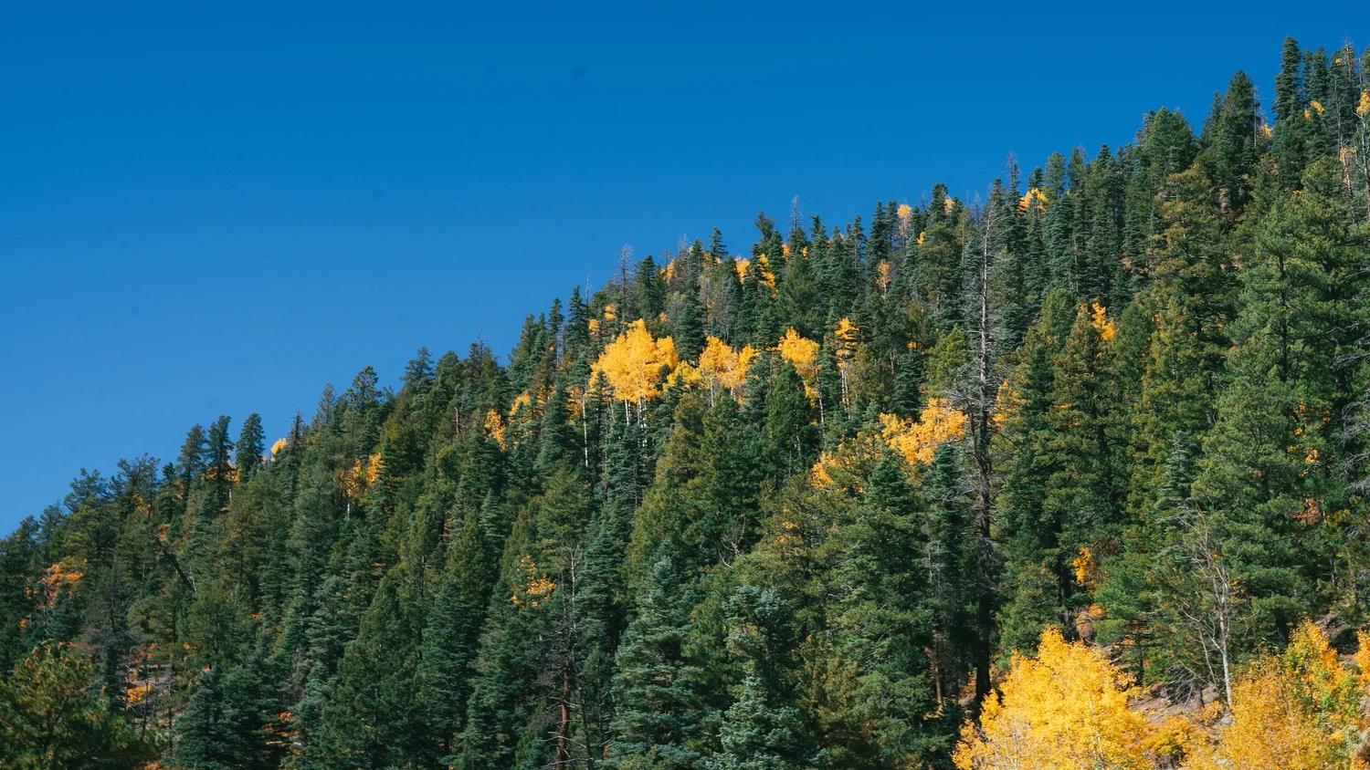 Montana's Top 10 Native Trees — Good Natured Flower Farm