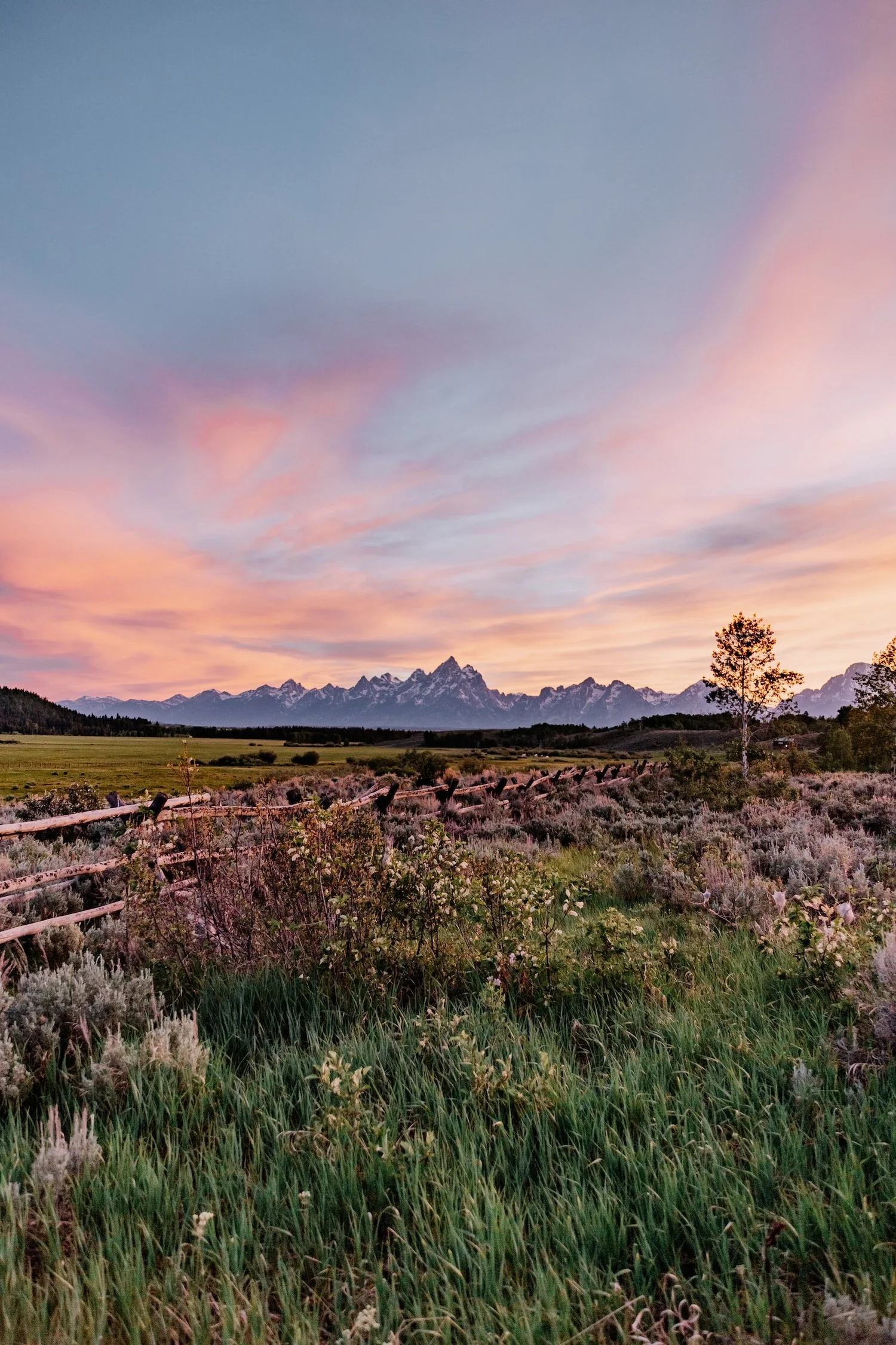 Native Plant Guide - Rocky Mountains — Good Natured Flower Farm