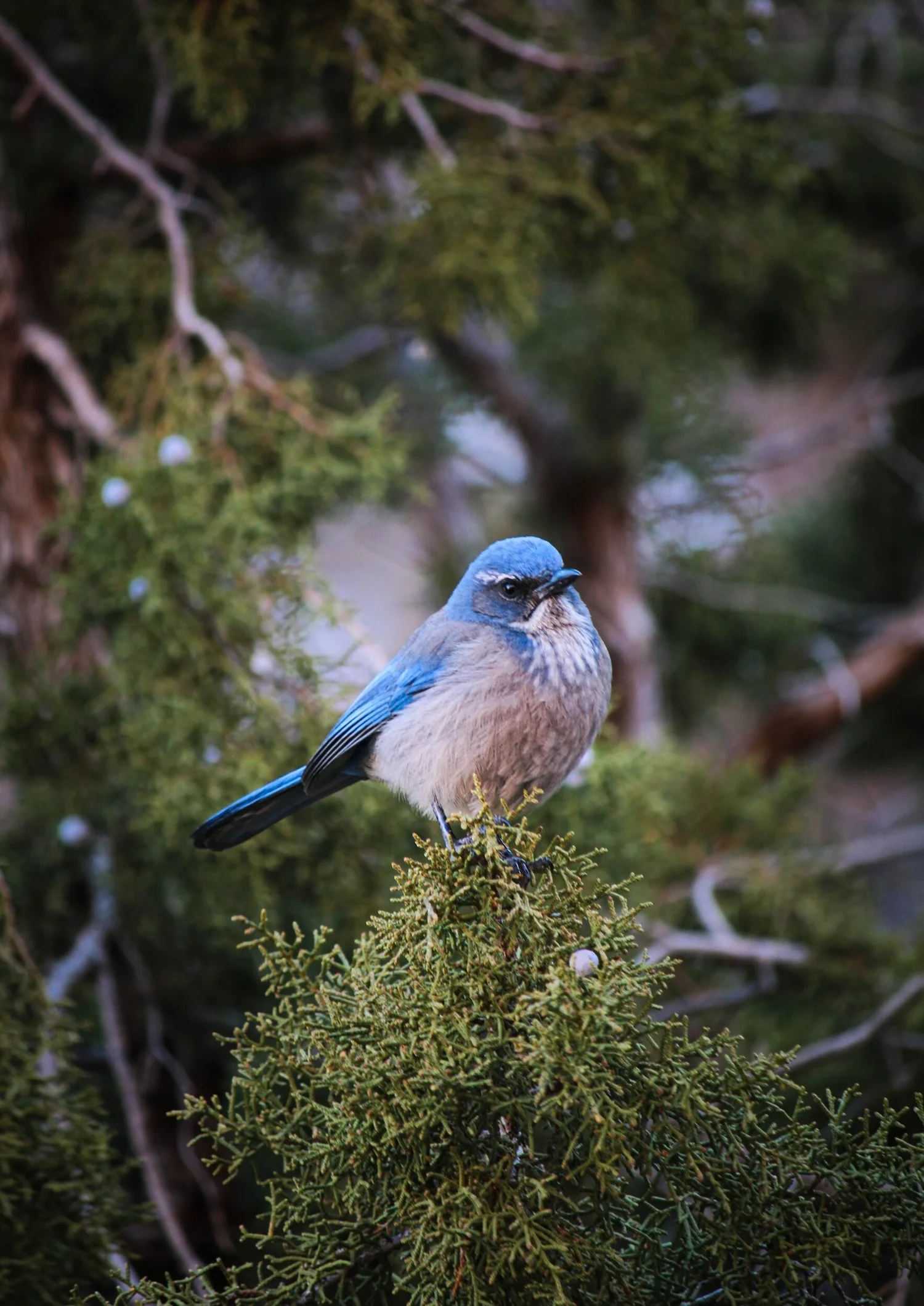 Native Trees of the Rocky Mountains | How to Landscape with Natives in ...