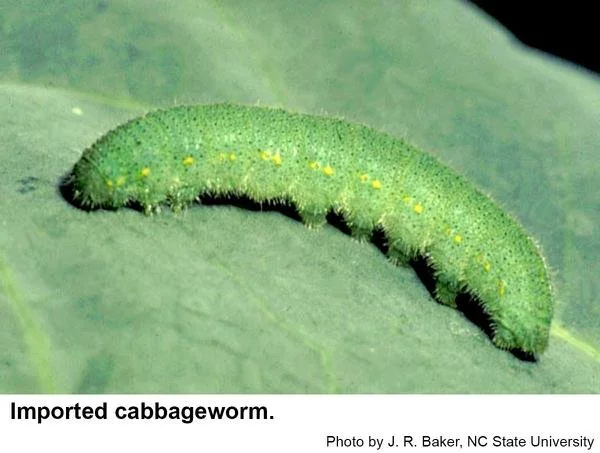 Effective Organic Methods to Combat Cabbage Moths — Good Natured Flower ...