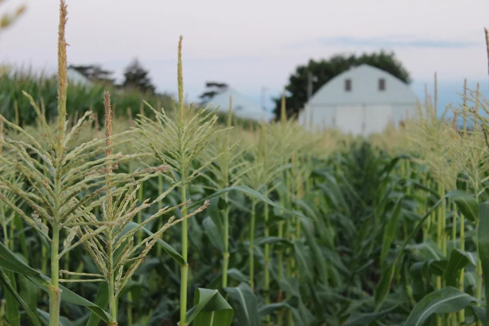 Visit — Parkside Farm Stand