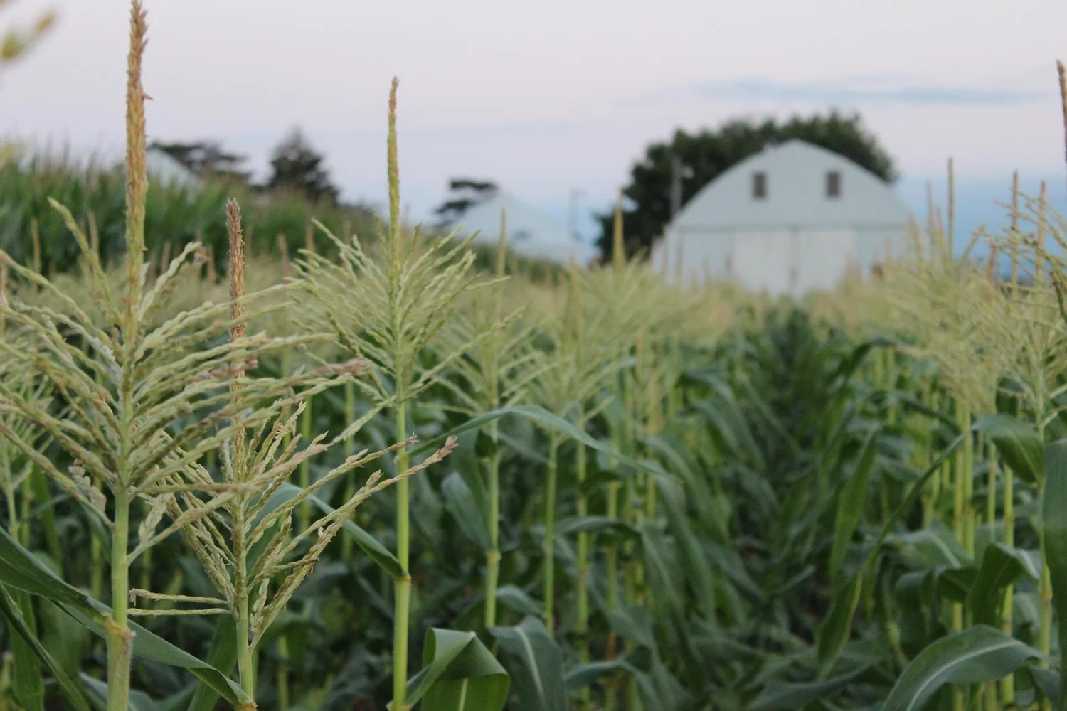 Visit — Parkside Farm Stand