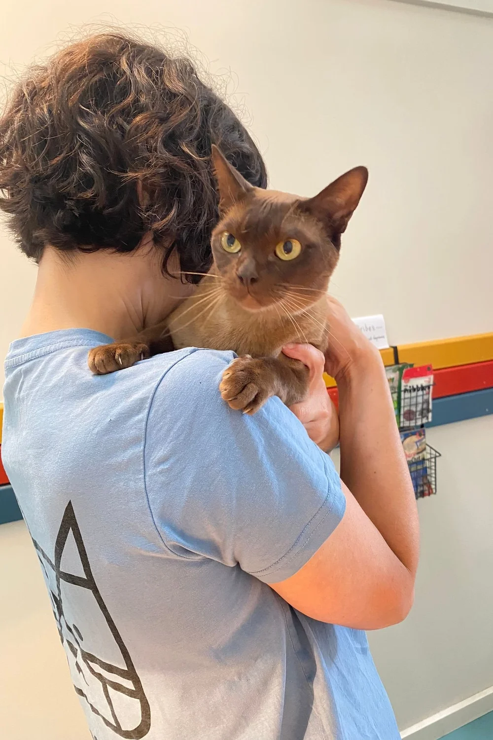 About — Meowhaus Cattery Brunswick | Cat Boarding