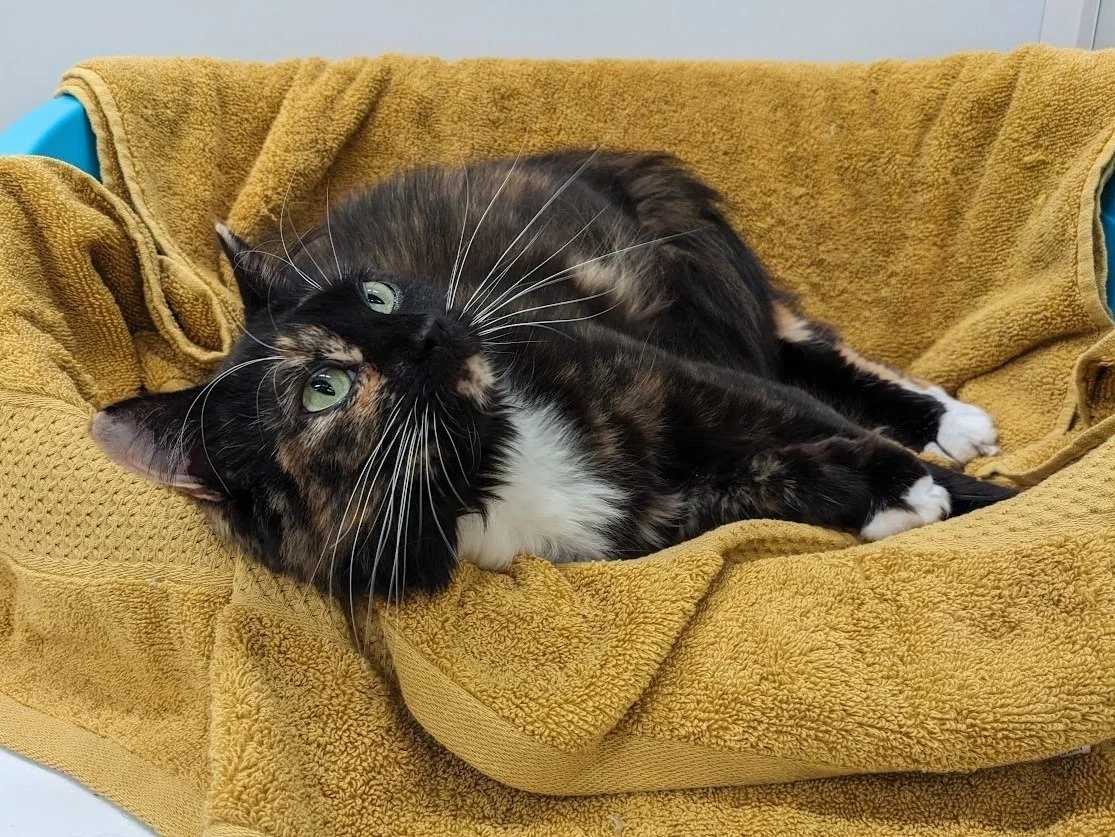 Meowhaus Cattery Melbourne