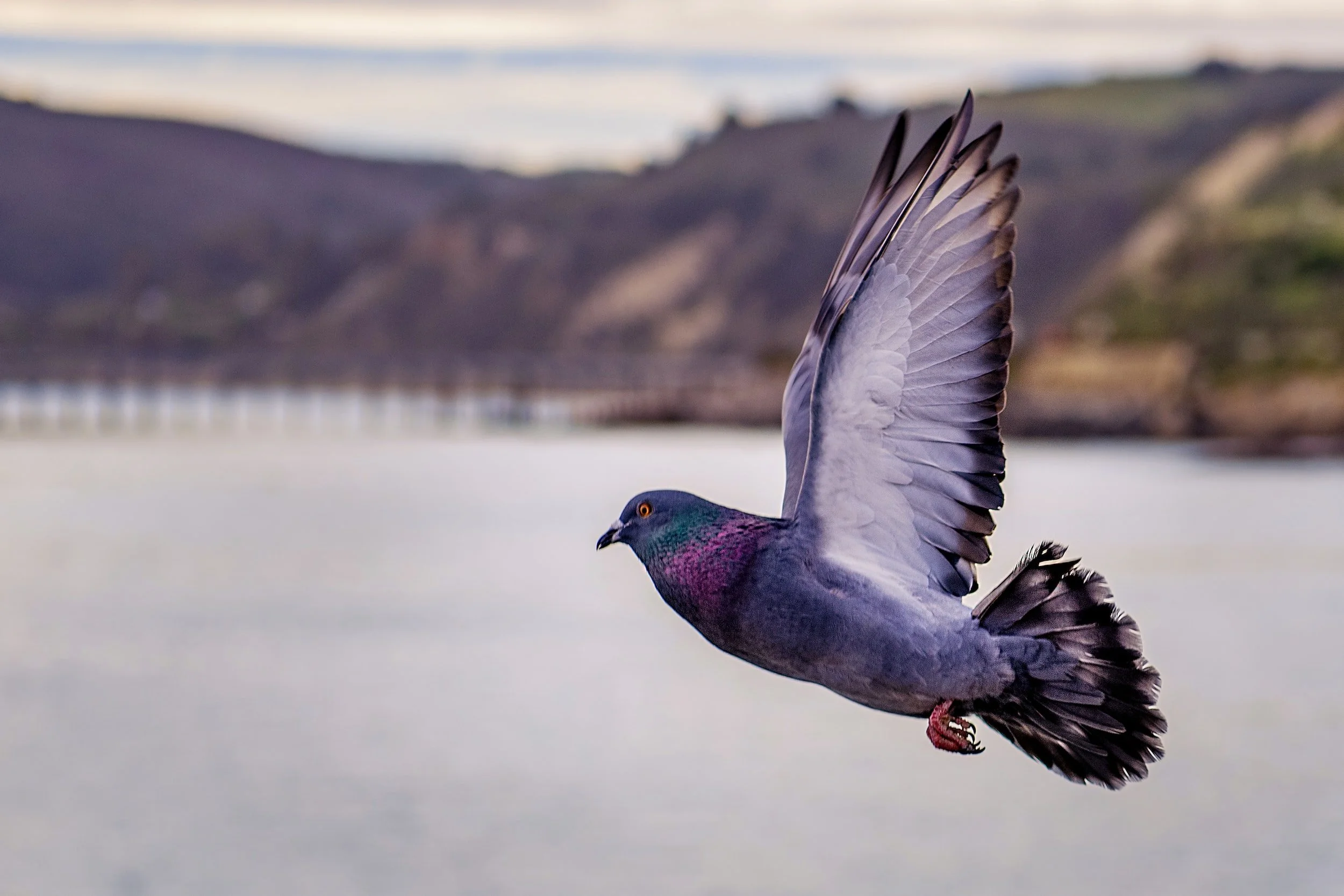 Using pigeons to detect cancer and other diseases from x-ray images ...