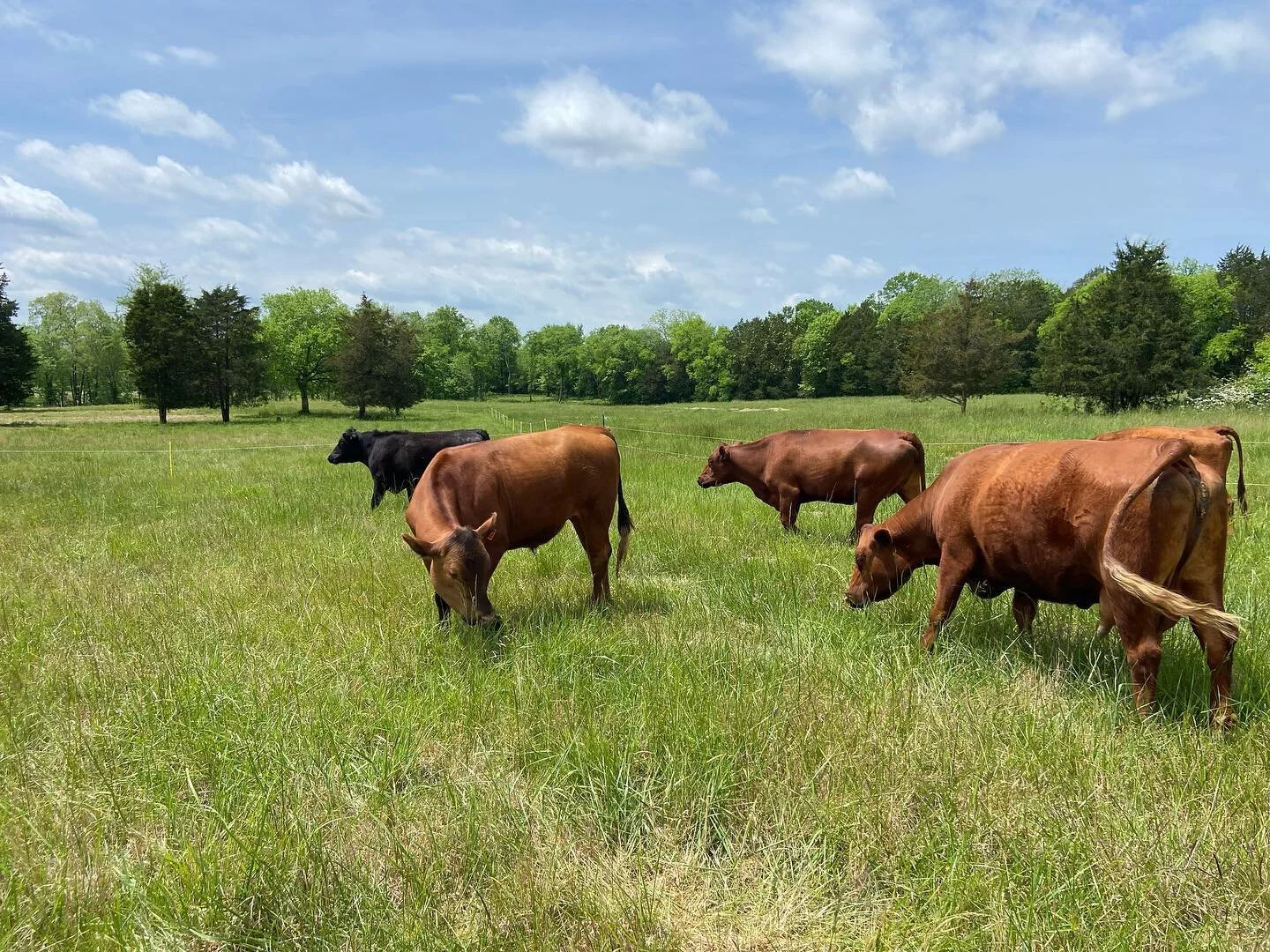 MooBerry Farms | High Quality Meats | Microgreens & Mushrooms ...