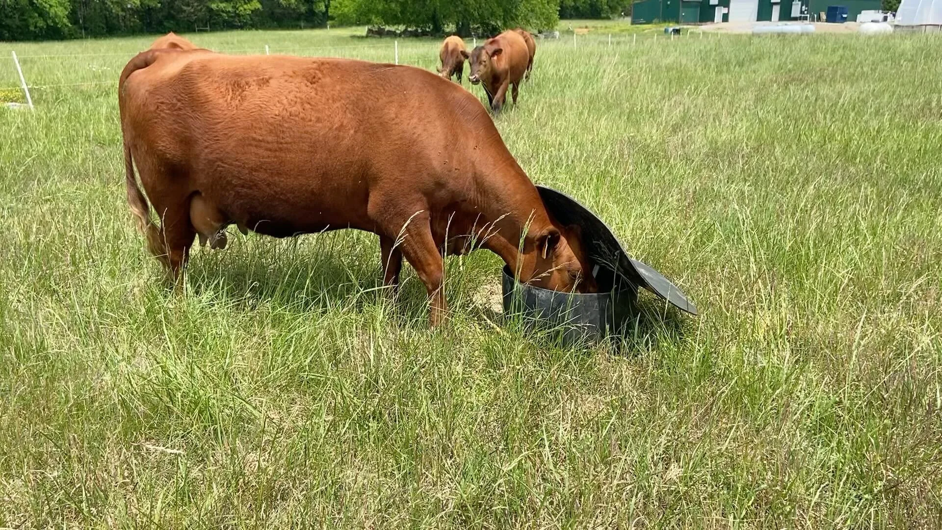 MooBerry Farms | High Quality Meats | Microgreens & Mushrooms ...