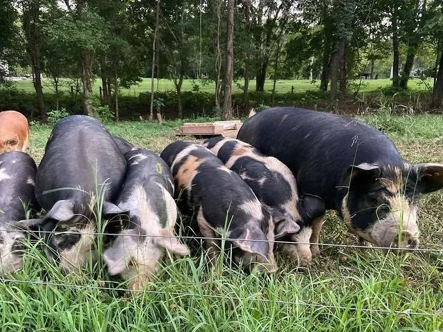 MooBerry Farms | High Quality Meats | Microgreens & Mushrooms ...