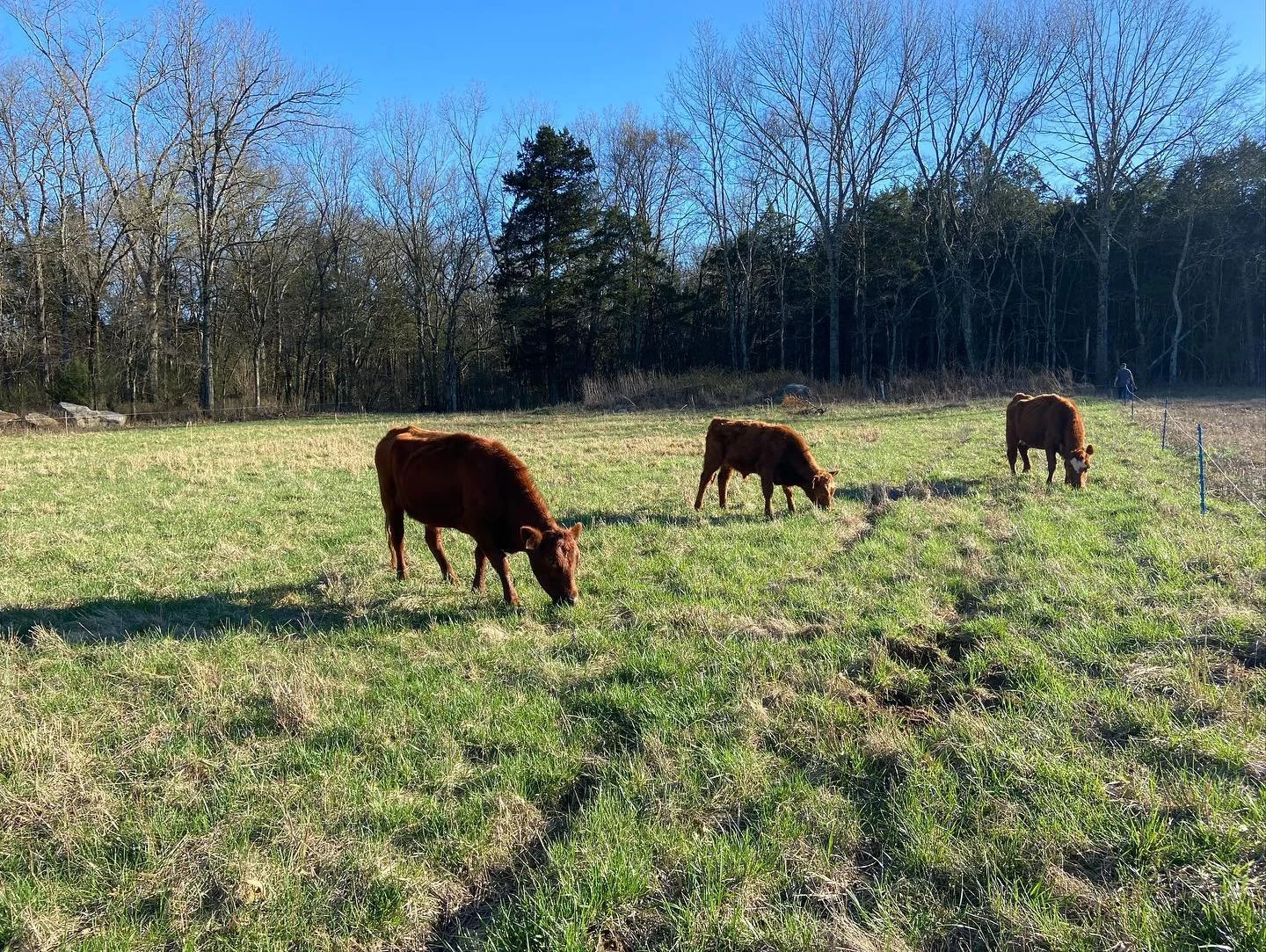 MooBerry Farms | High Quality Meats | Microgreens & Mushrooms ...