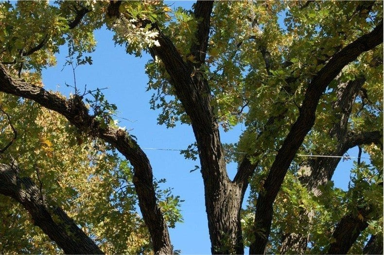 Cabling & Bracing — Barrows Tree