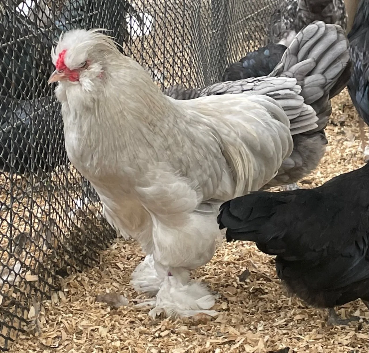Indigo Chicks Urban Farm