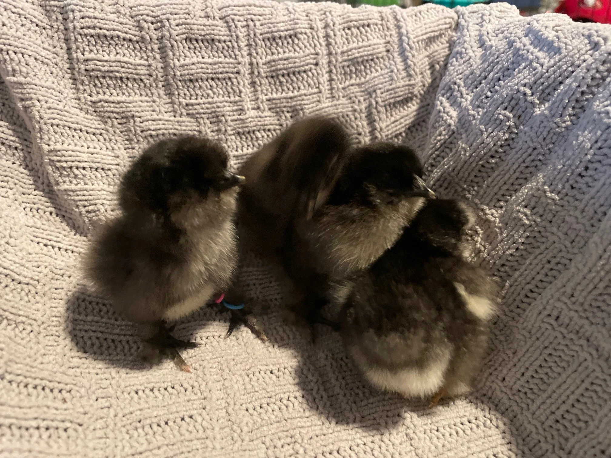 Indigo Chicks Urban Farm