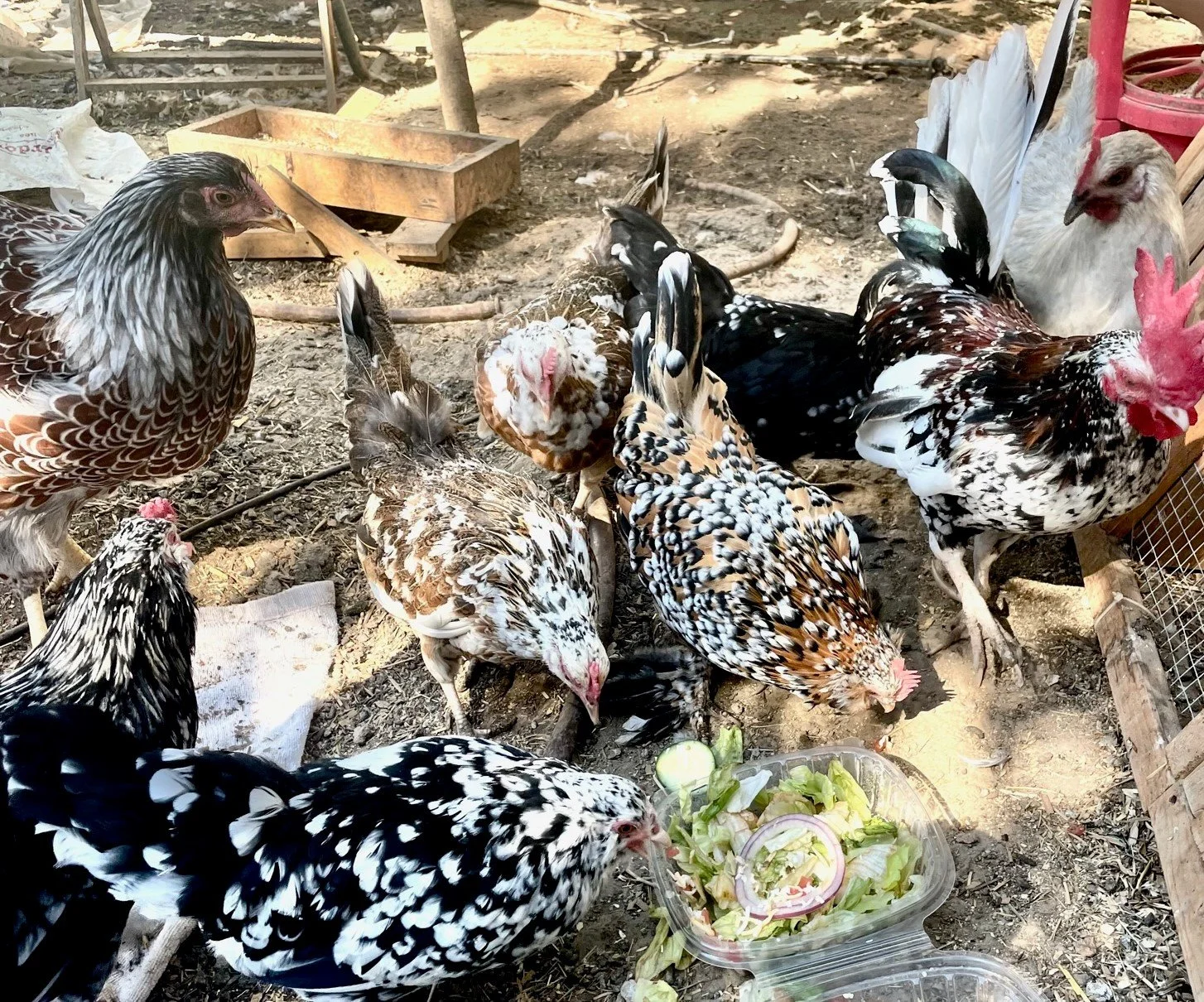 Indigo Chicks Urban Farm