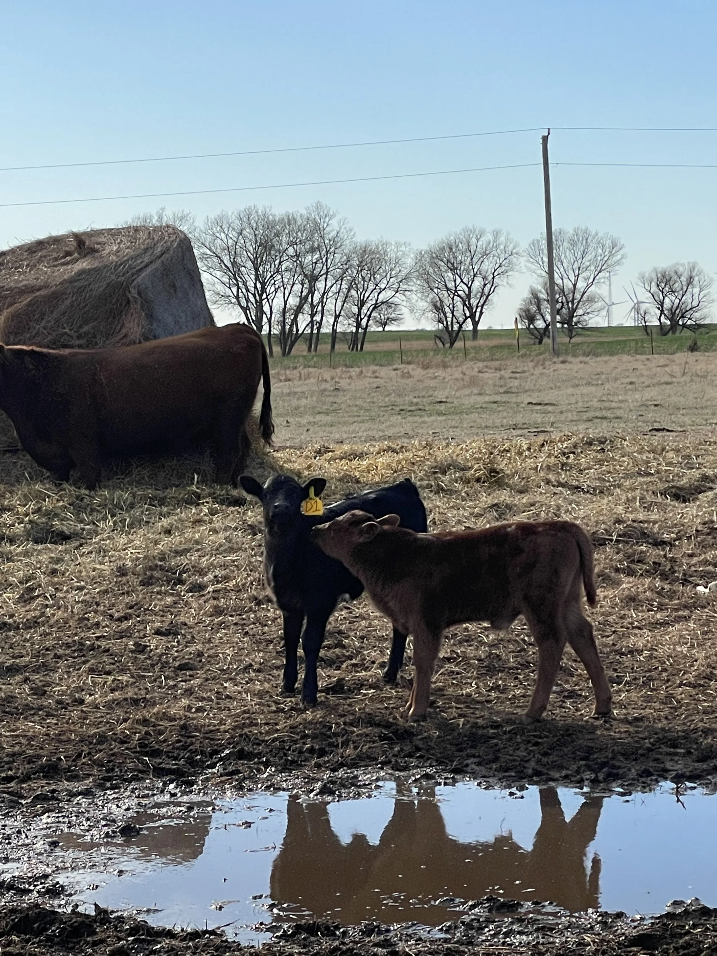 Practices | Pasture Raised Angus Cattle | GMO-Free Grain Sorghum ...