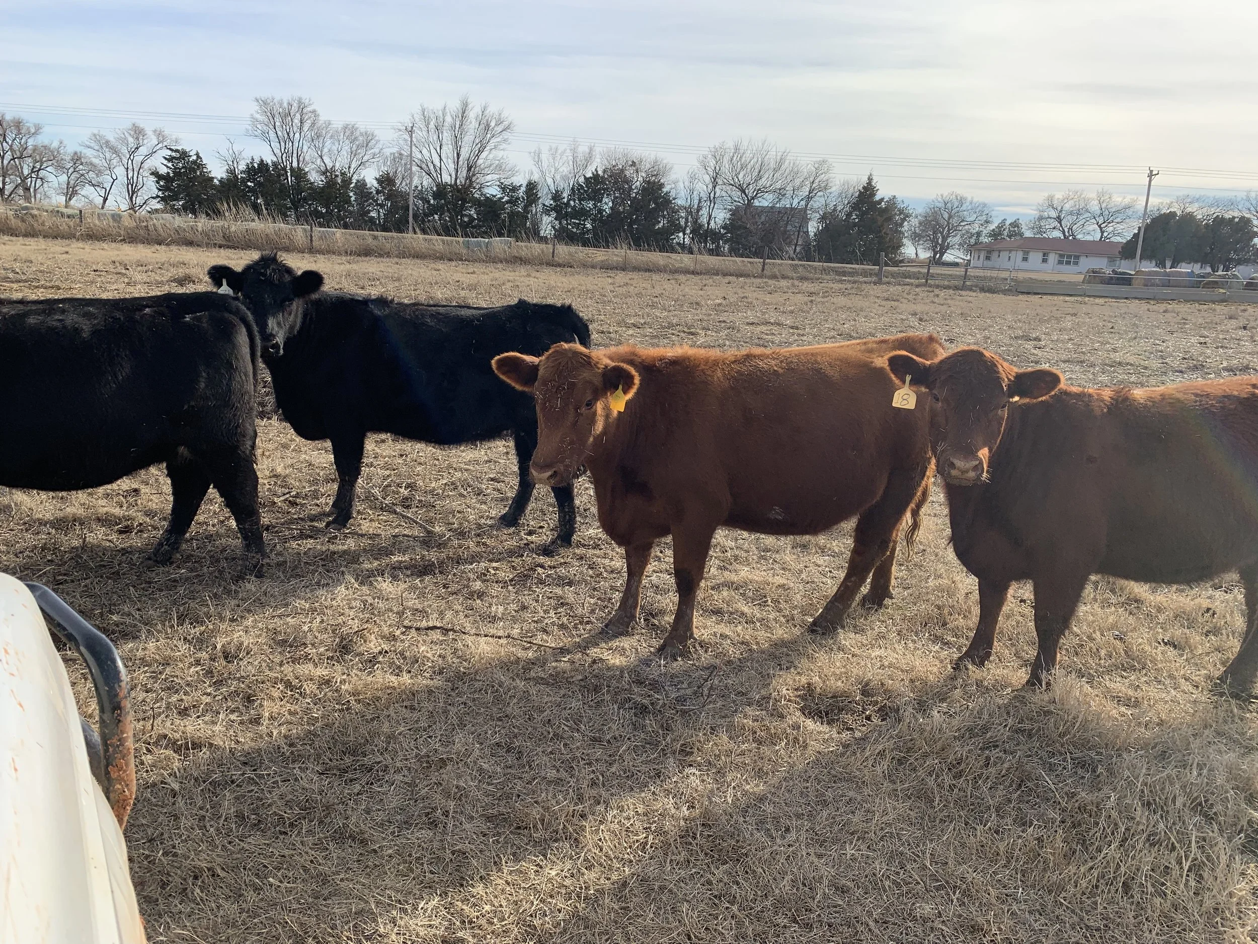 About | Multi-Generational Family Farm | Cow/Calf Operation | North ...