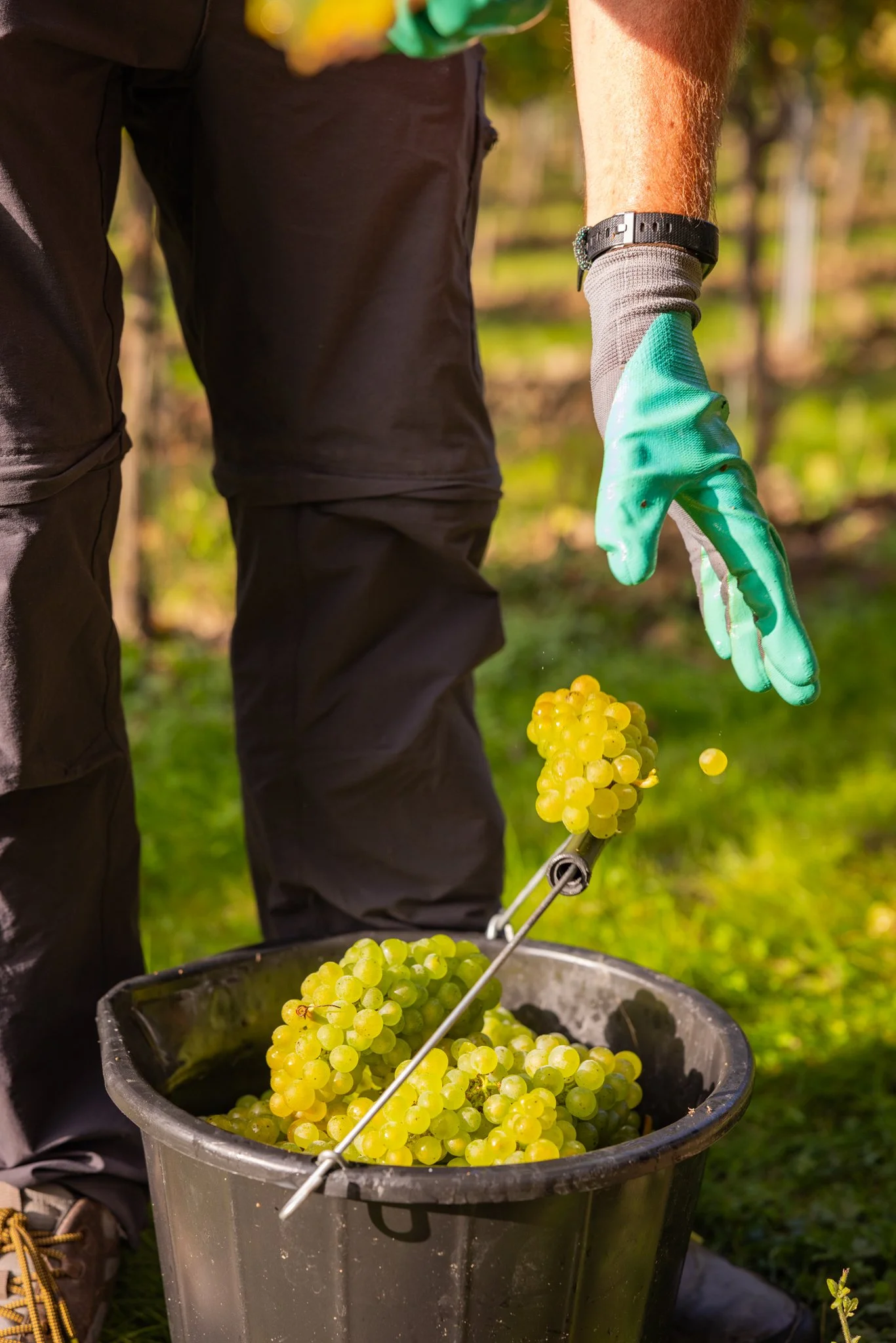 Sip, Snip & Savour: Harvest 2024 | Grape Picking | Mannings Heath Golf Club