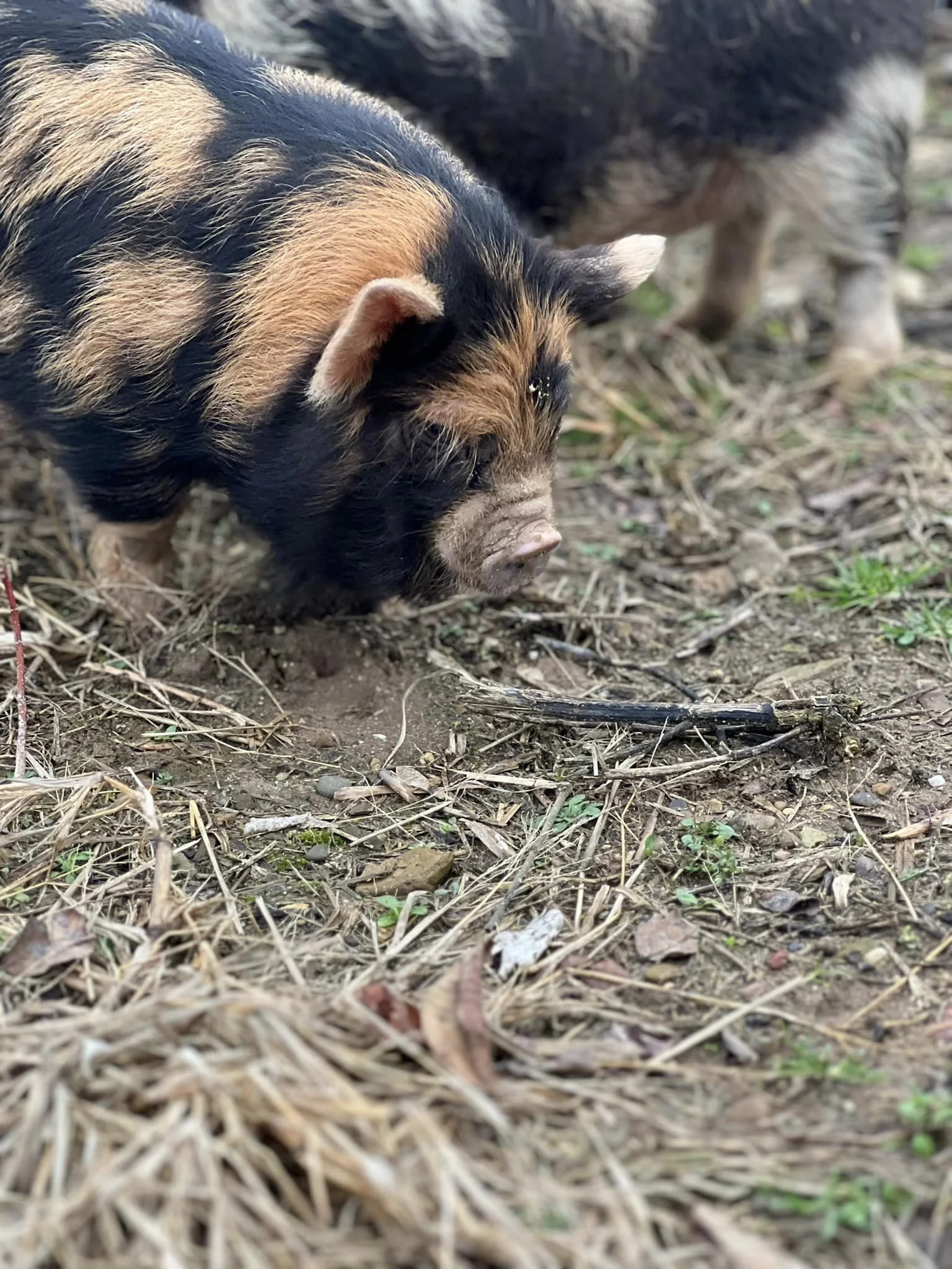 Contact — Willowbrook Farms