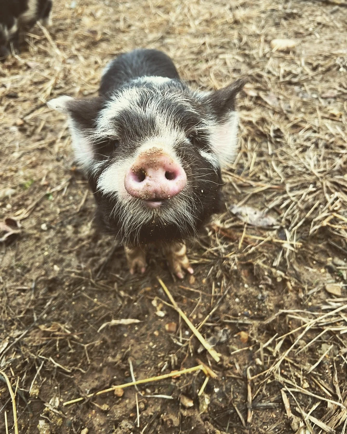 Willowbrook Farms | Pastured Raised Pork, Chicken, Lamb, Goat, Duck ...