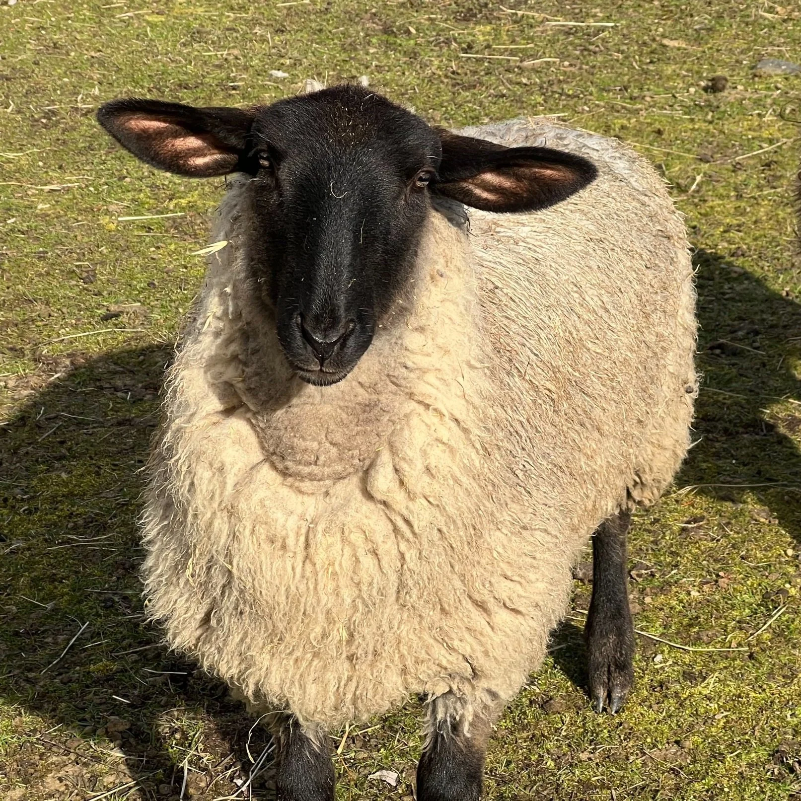 The Bowed G Family Farms | American Wagyu | Pastured Poultry & Lamb ...