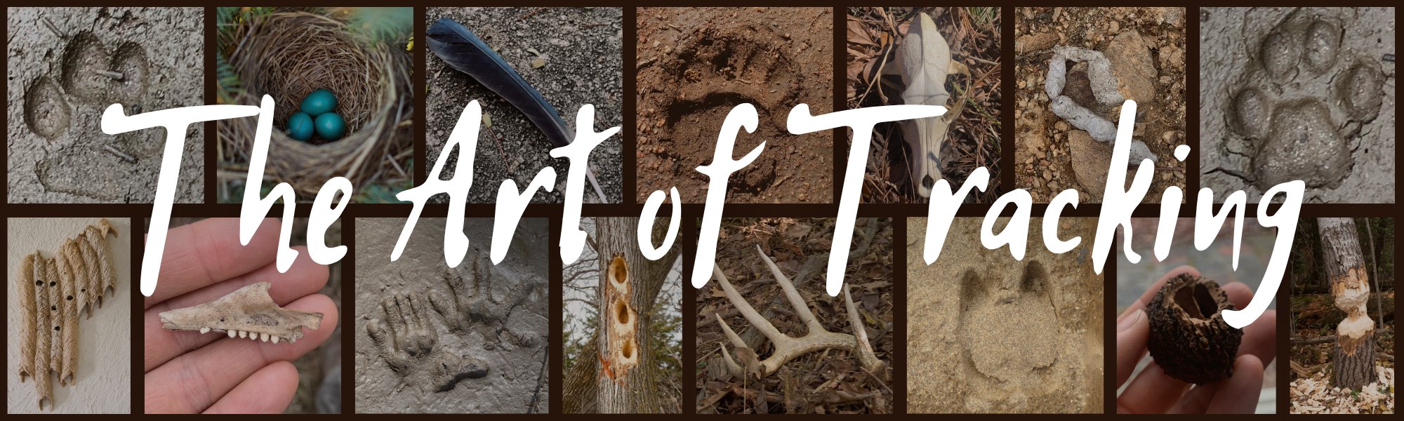 Art of Tracking | 10-Week Wildlife Tracking Course — Wild Remembering