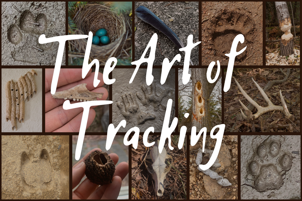 Art of Tracking | 5-Week Wildlife Tracking Course in Western NC — Wild ...