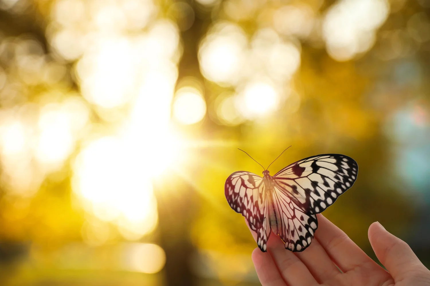 BRI BLOG — Butterfly Rising Institute