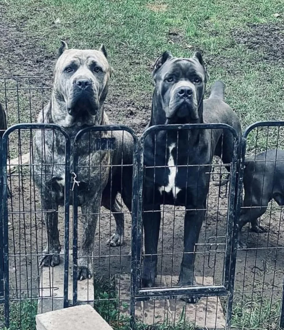 Alpha Z Kennels