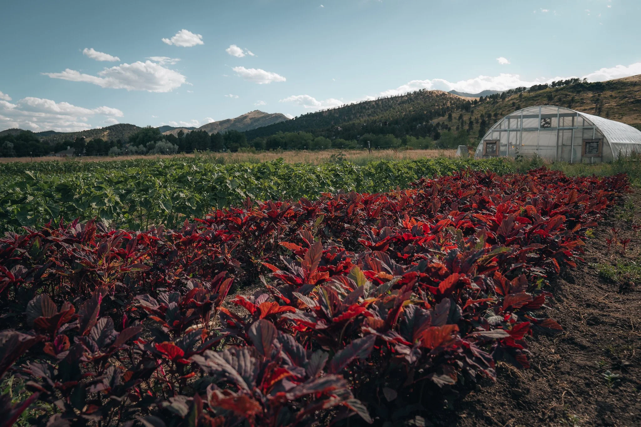 The Sovereignty Summit — Yellow Barn Farm