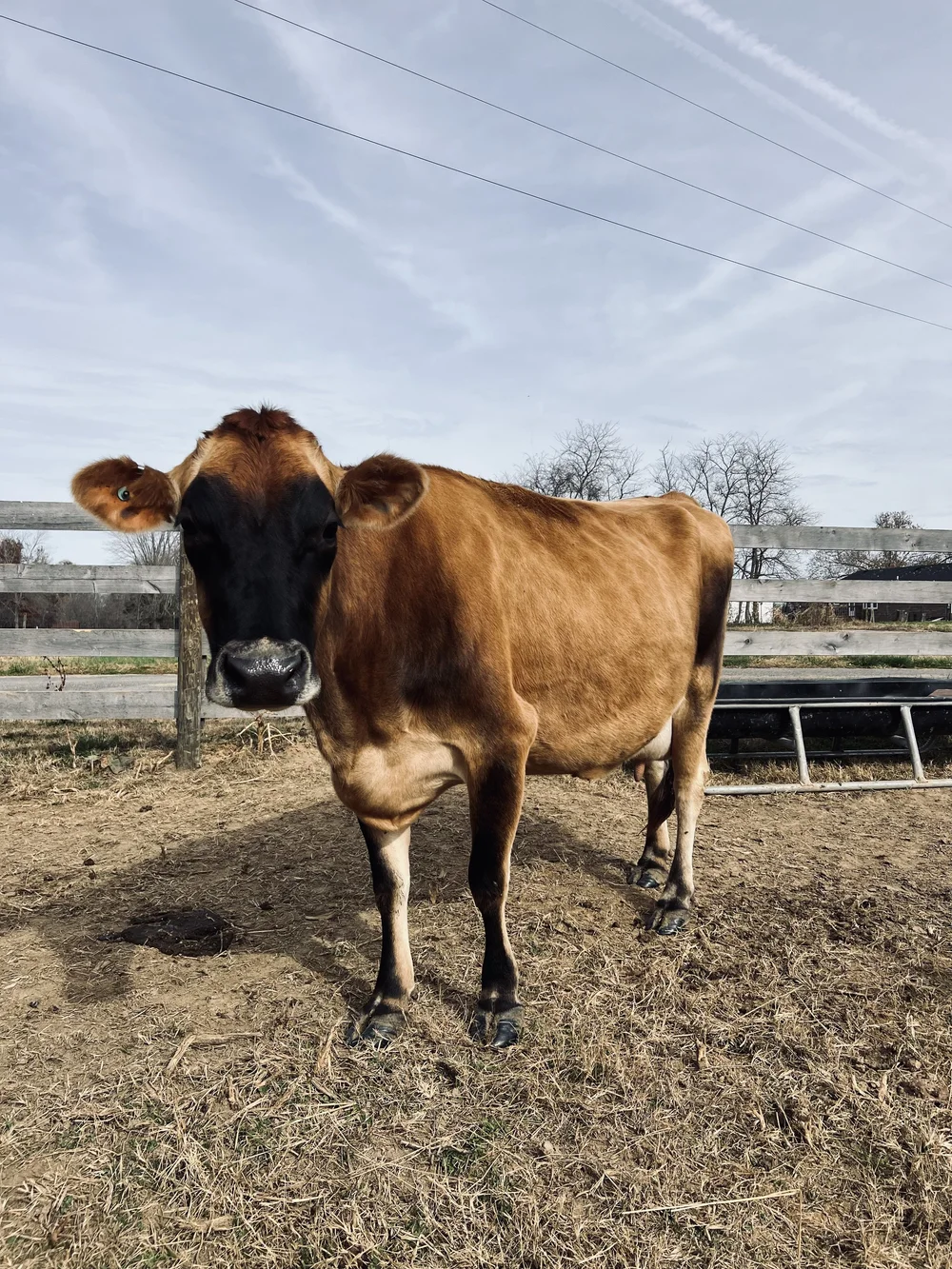 Meet The Barnyard — Royalty Rock Farm