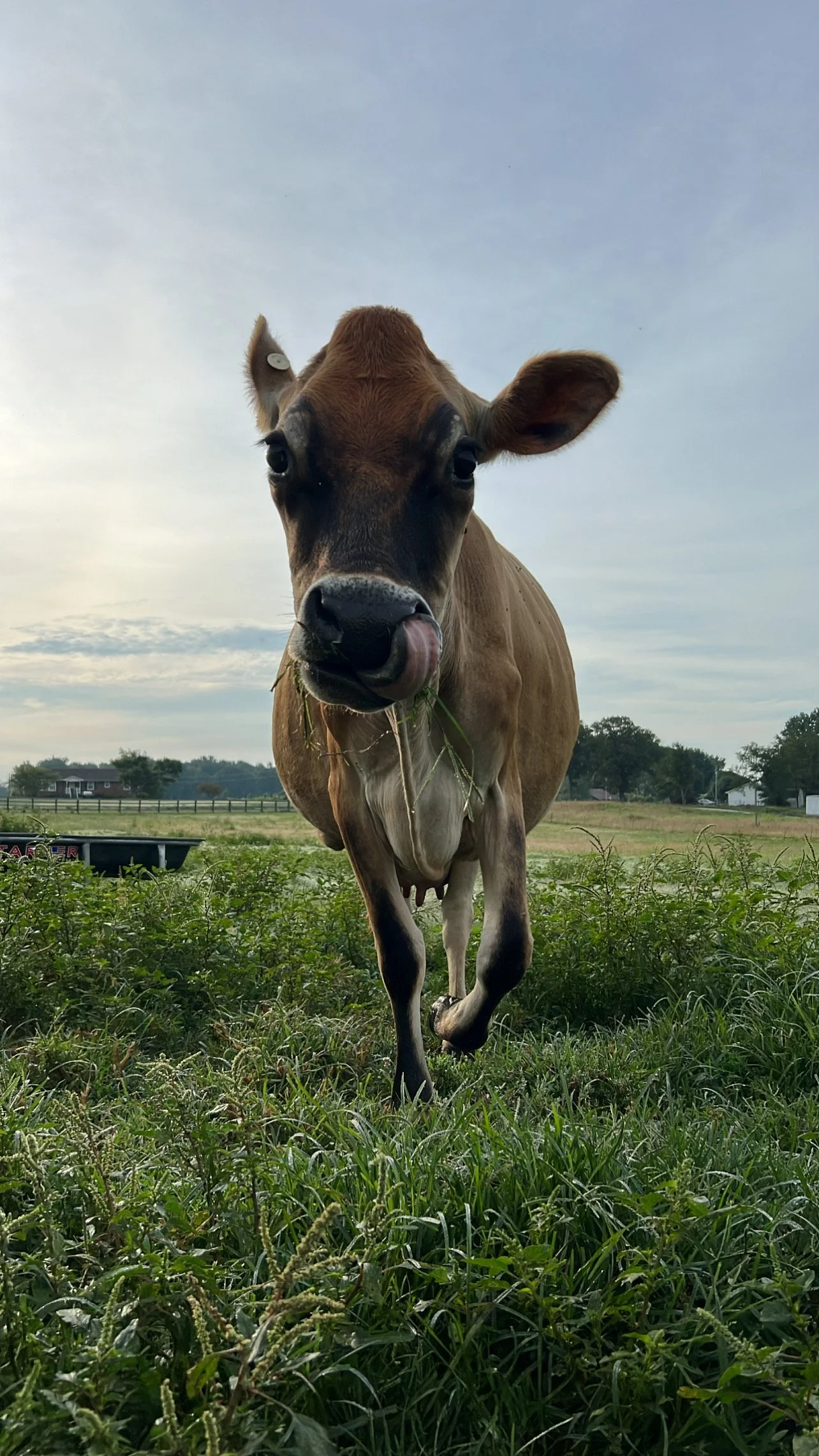 Meet The Barnyard — Royalty Rock Farm