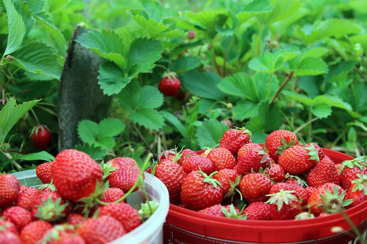 Bulk Strawberries - 6 Plants (Ogallala) — The Barefoot Garden Center