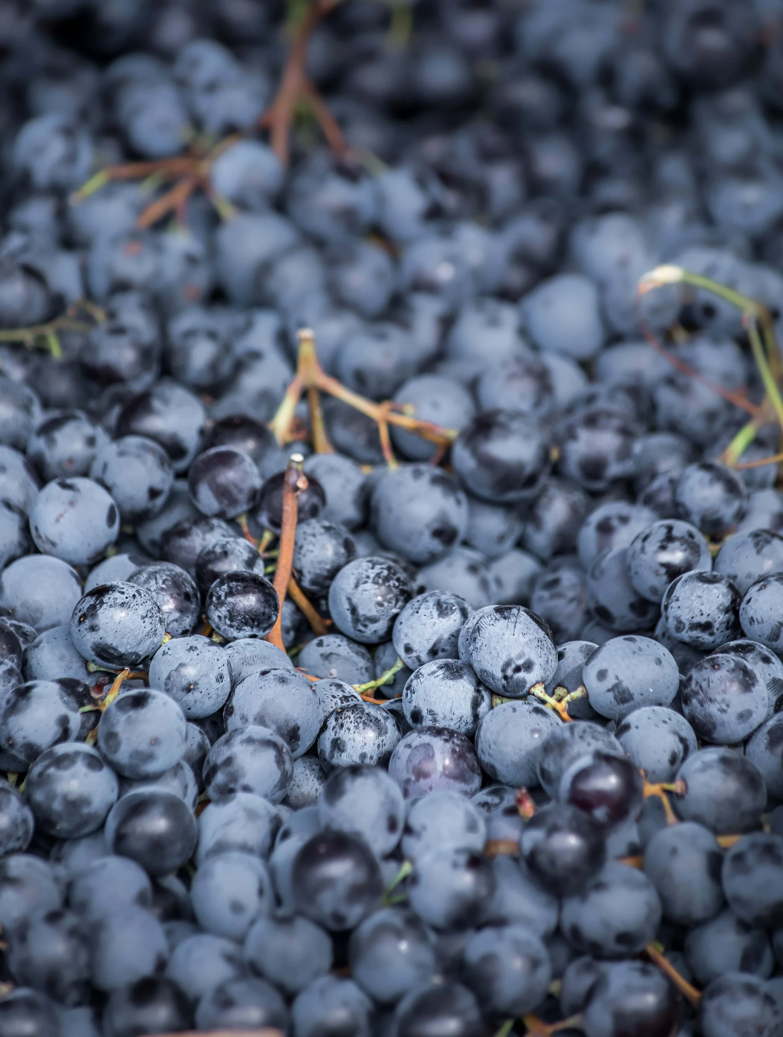 Grape - Bluebell — The Barefoot Garden Center