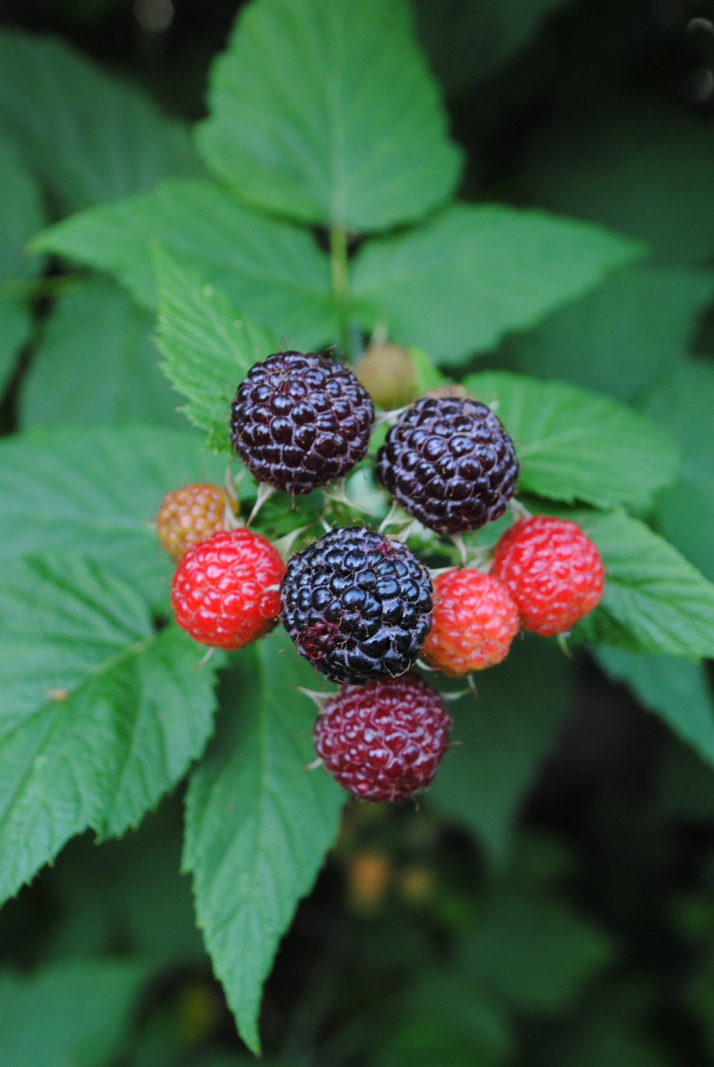 Anne - Golden Raspberry — The Barefoot Garden Center