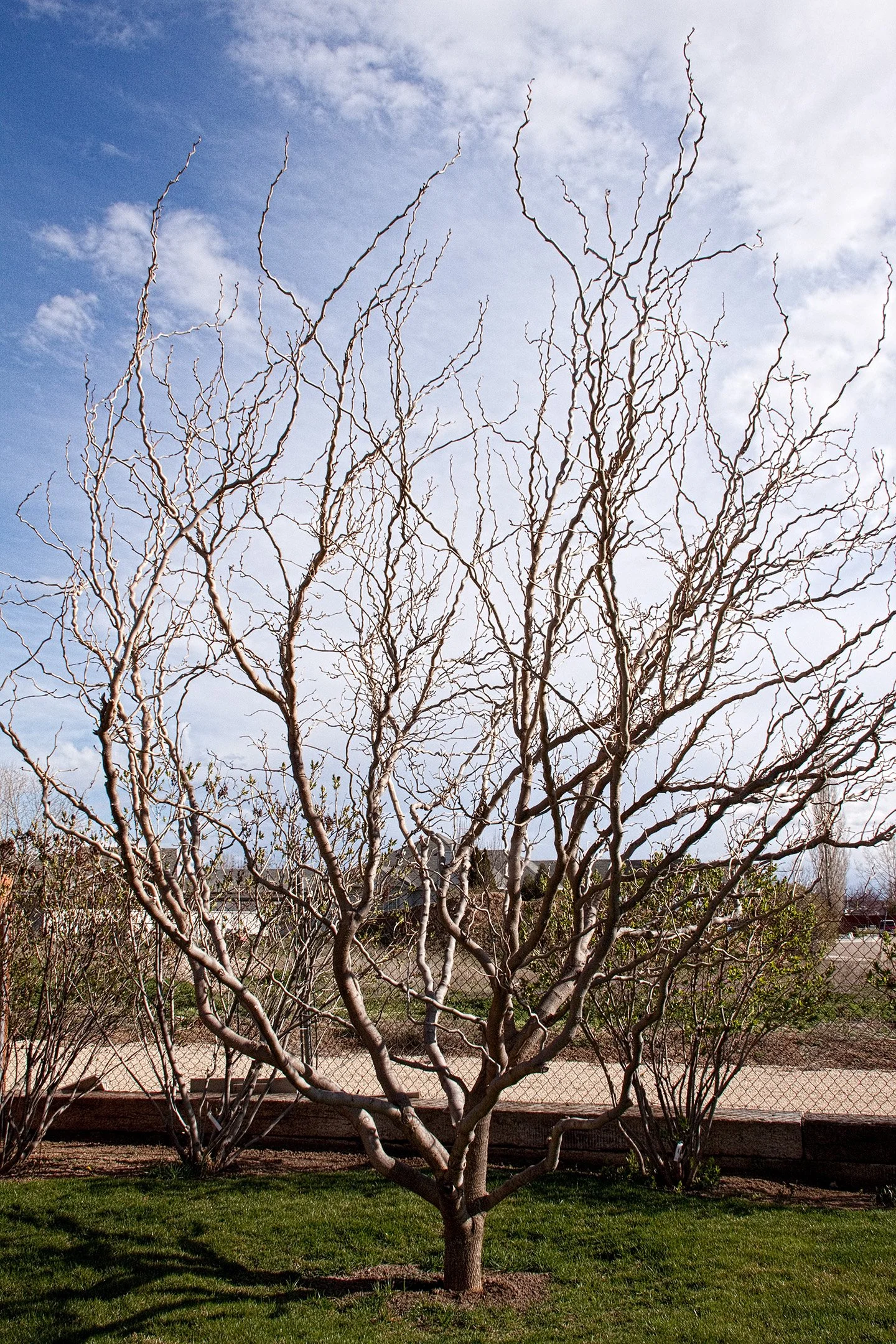 Illinois Everbearing - Mulberry Tree — The Barefoot Garden Center