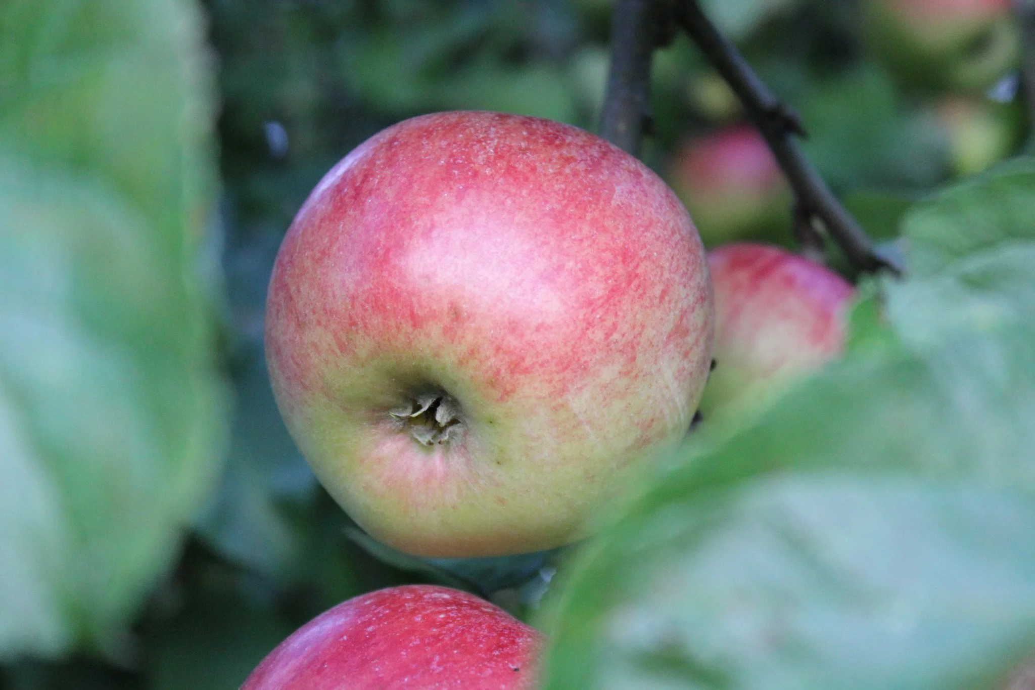 Dwarf Zestar - Apple Tree — The Barefoot Garden Center