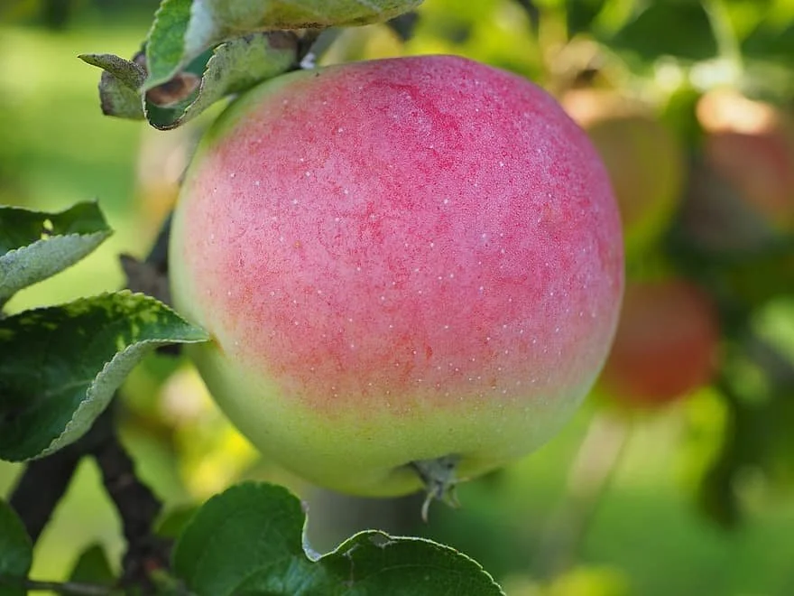 Dwarf Zestar - Apple Tree — The Barefoot Garden Center