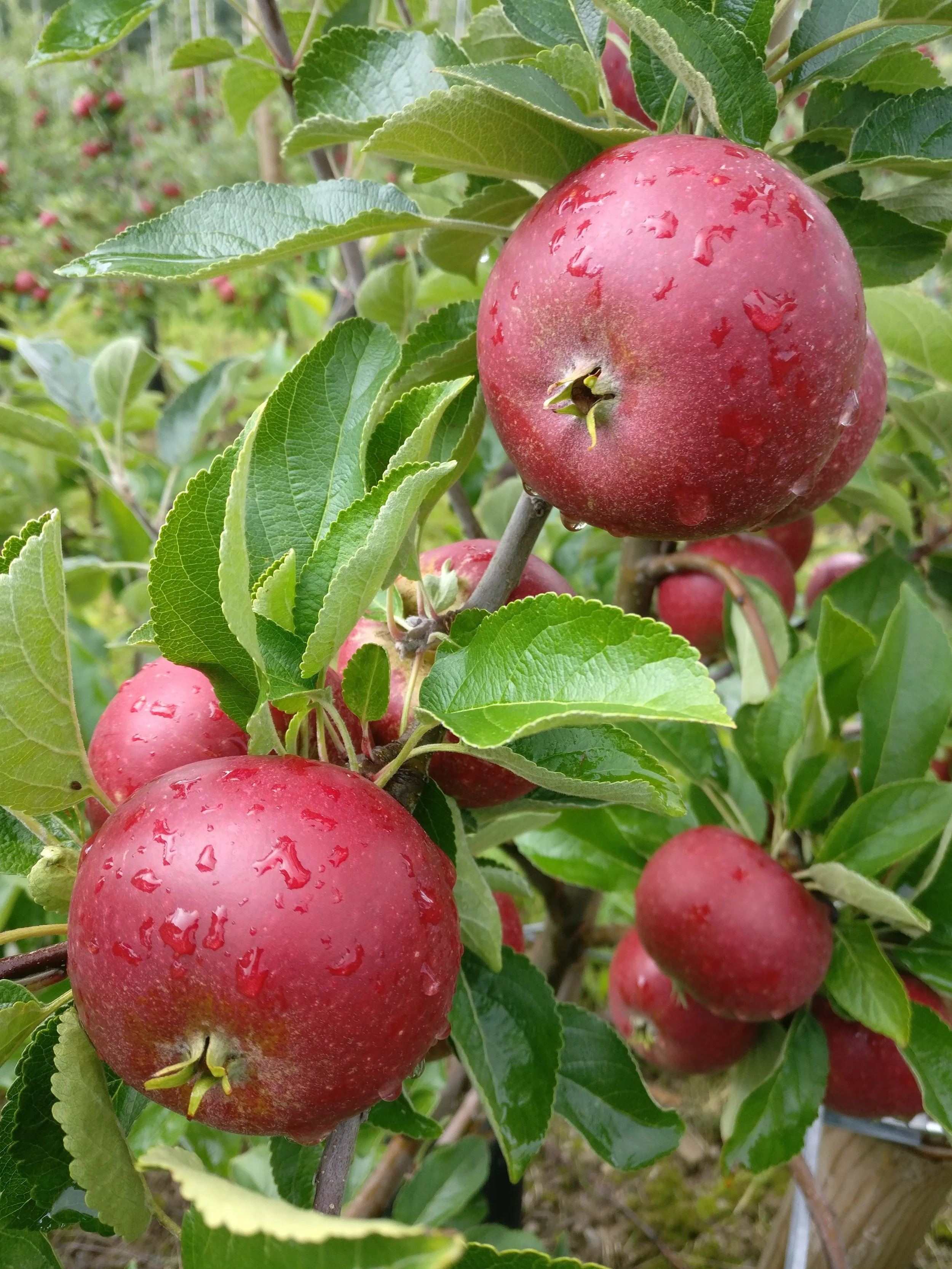 Shop — The Barefoot Garden Center